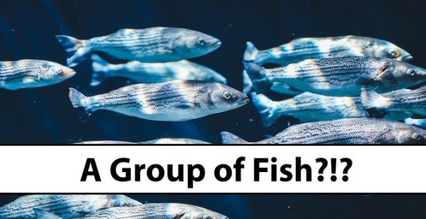 "Group of Fish" → Use THESE Words Instead!