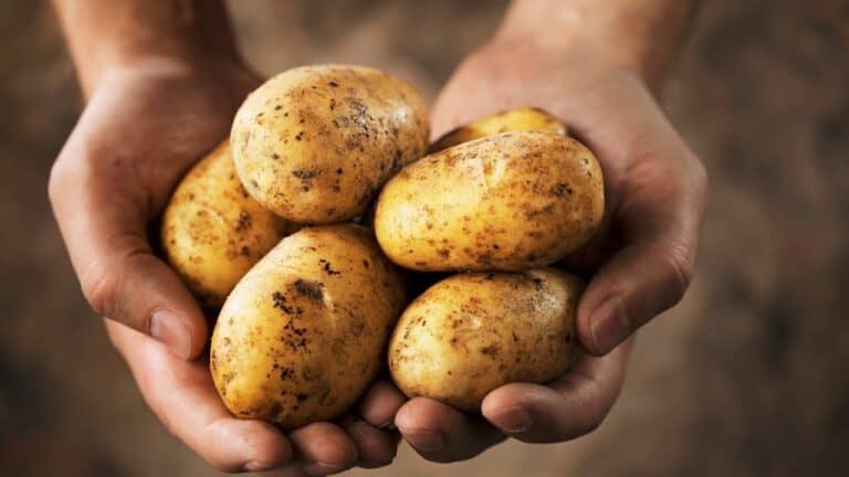 The Definition of a "Potato Computer" | Linguaholic Blog