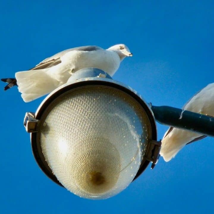 The Meaning of "Hinga Dinga Durgen" — Revealed!