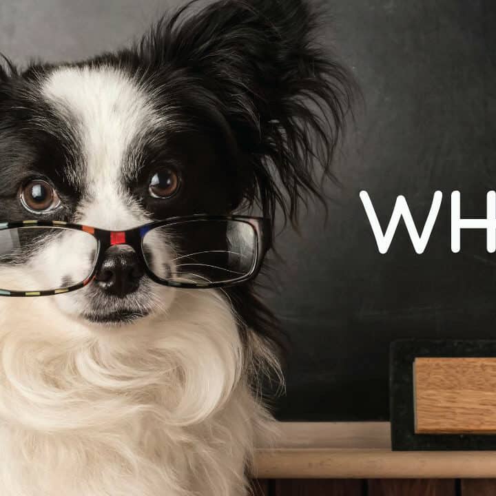 Comma before "that" — The Only Guide You'll Ever Need!