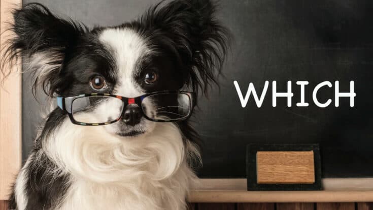 Comma before "whenever" — Rules & Grammar