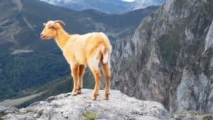 "Goated" — Meaning, Context & Usage