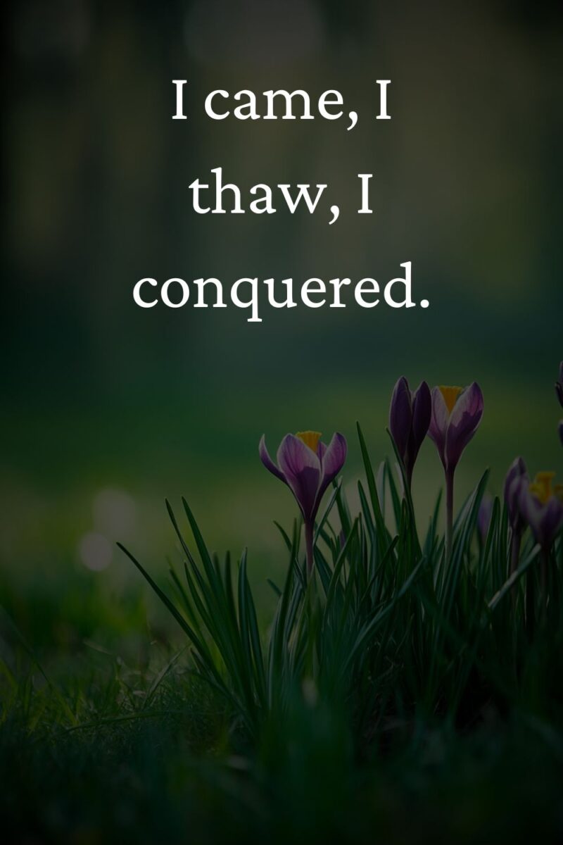 Words in Bloom: 81 Must-Try Spring Quotes for Your Letterboard